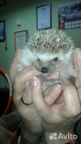 Африканский ёжик