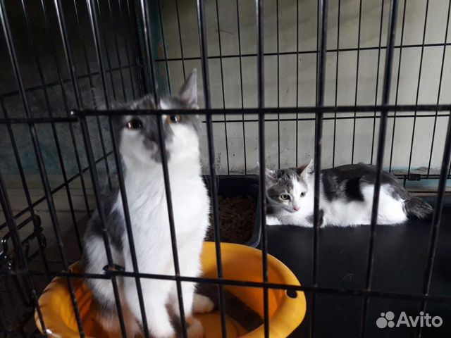 Ищем дом котятам