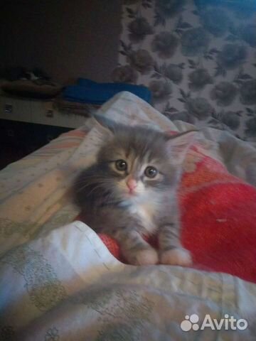 Котик Федя