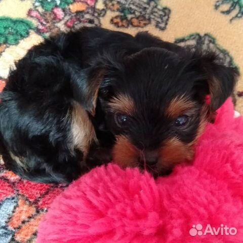 Йоркширский терьер