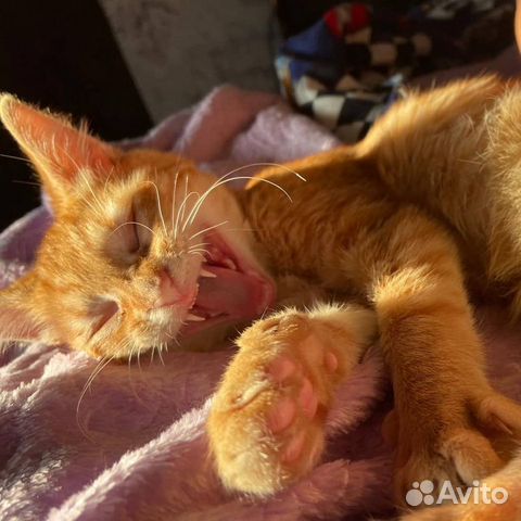 Котёнок Патрик