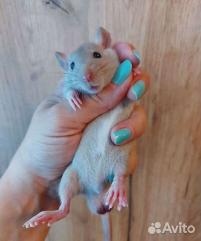 Крысенок Мальчик 1 месяц