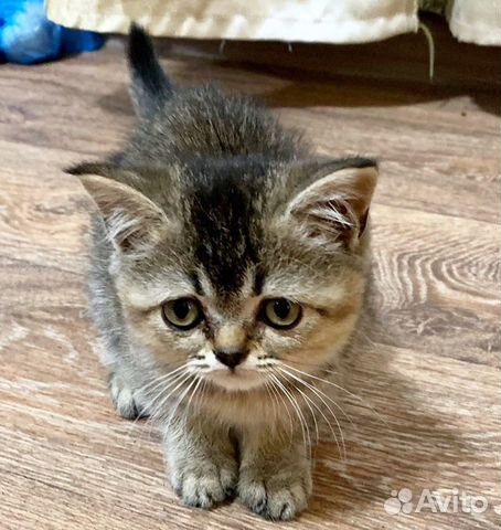 Шотландская прямоухая кошечка