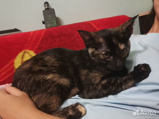 Кошка