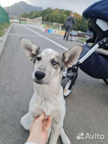 Метис хаски бесплатно