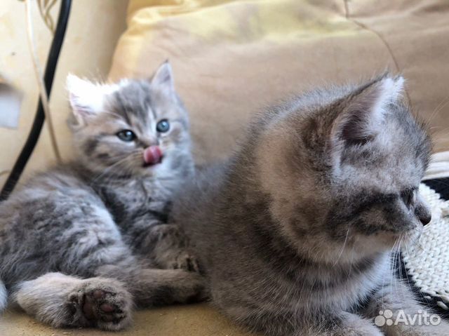 Шотландские котята девочки