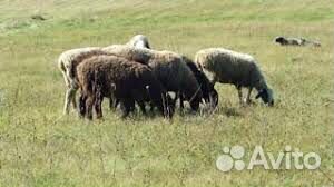 Барашки курдючные