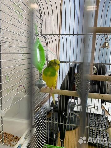 Волнистые попугаи + клетка