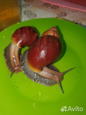 Ахатина Фулика