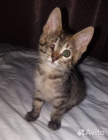 Котёнок в самые ответственные руки