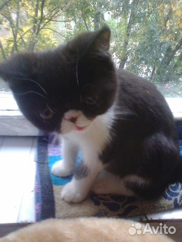 Котенок экзот 4 мес