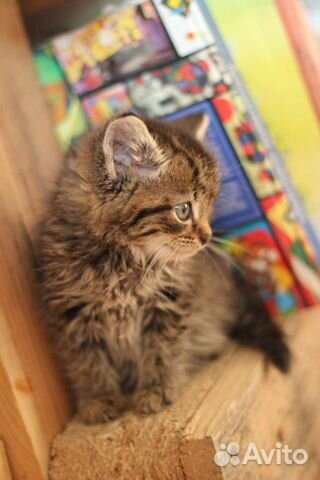 Котёнок спасённый