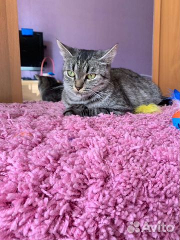 Красотка окраса табби Джеми в дар