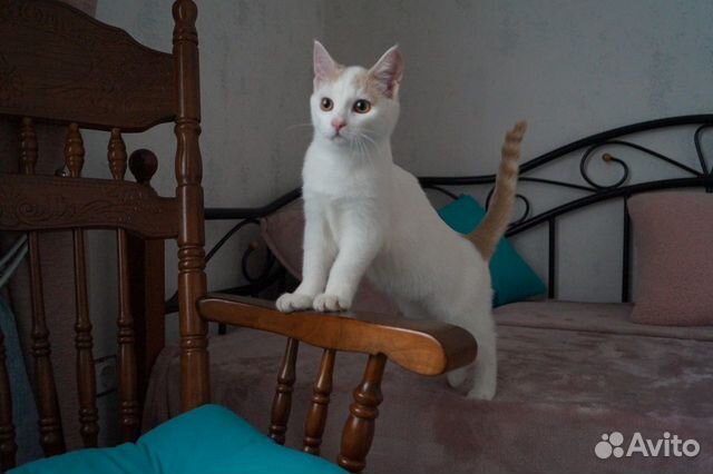 Котенок в добрые руки