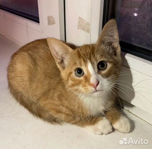 Котята трехмесячные в добрые руки