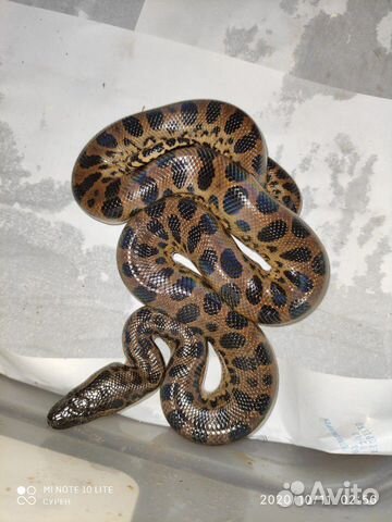 Змея, анаконда, удав