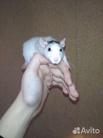 Крысенок самец