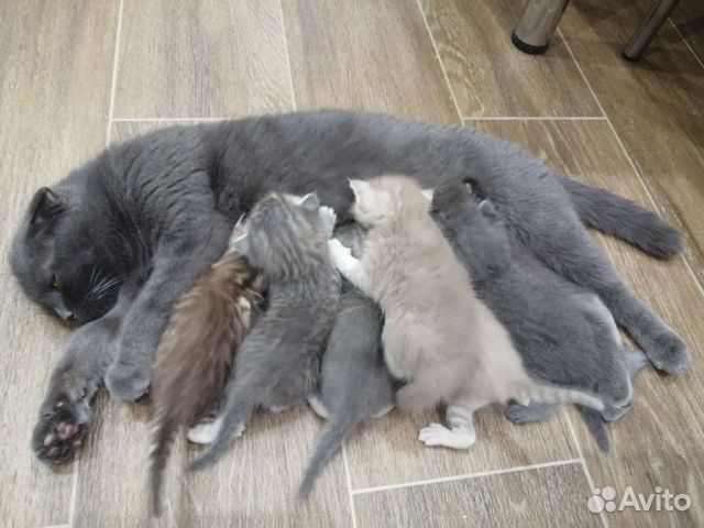 Кошка