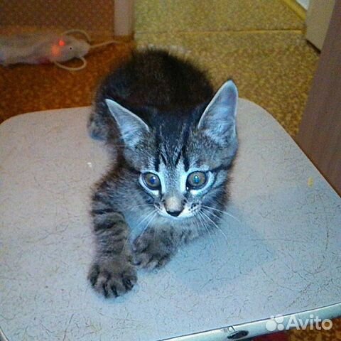 Котенок 2 мес мальчик