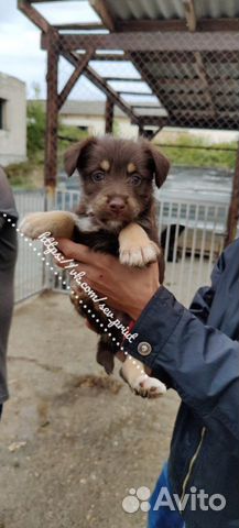 Шоколадная красавица