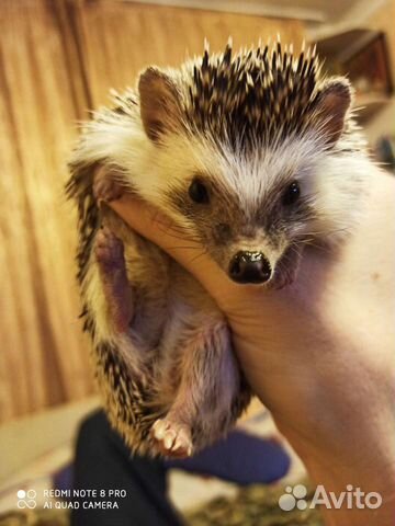 Ëжик африканский