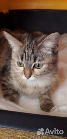 Кошки сестрички