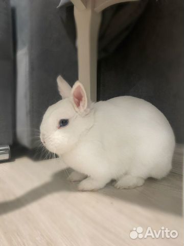 Гермелин Кролик