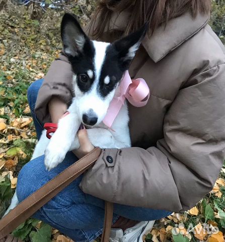 Собака
