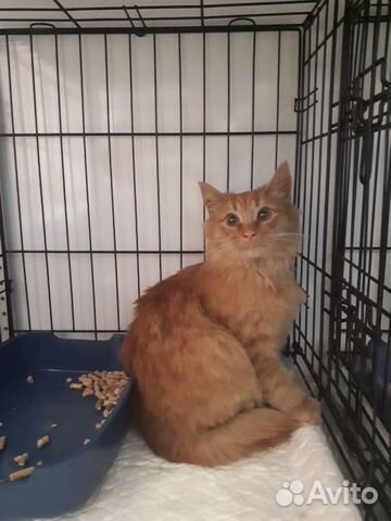 Котик в добрые руки