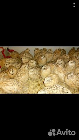 Зимняя перепелятня на балконе