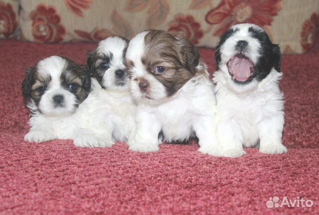 Ши-тцули щенки