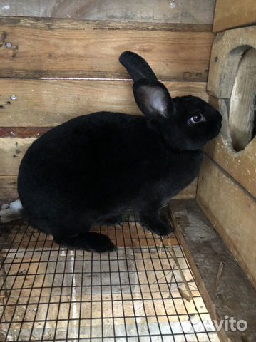 Кролик рекс