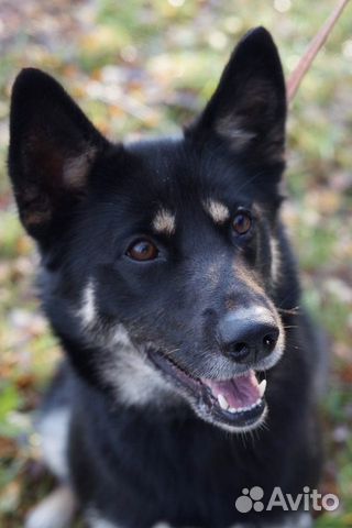 Красивая добрая Айка собака для дома и души