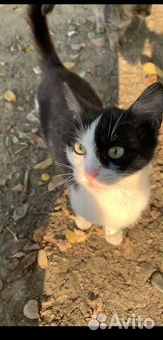 Котёнок-девочка