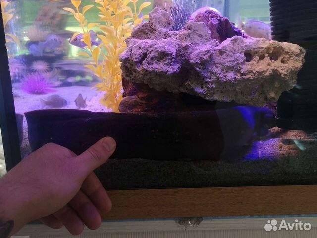 Мастоцембел краснополосый