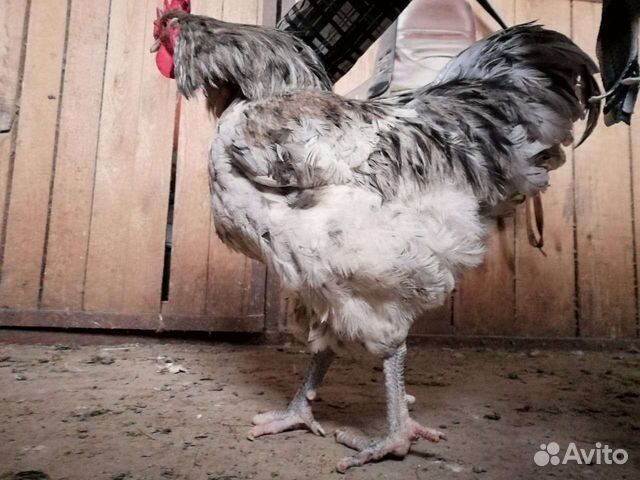 Куры Джерсийский гигант