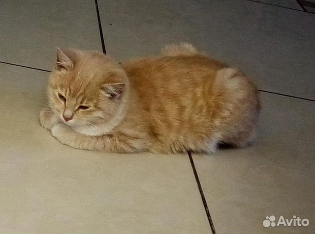 Плюшевый, рыжий котенок Проша в добрые руки