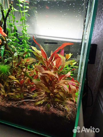 Аквариум кубик Aquael 20