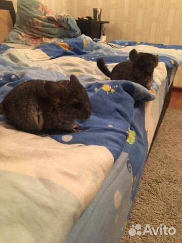 Шиншиллята, детеныш шиншиллы