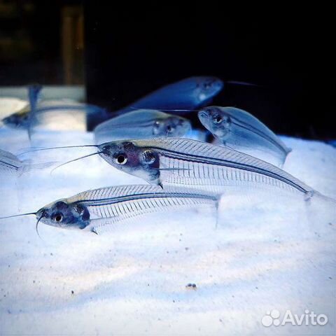 Сом стеклянный