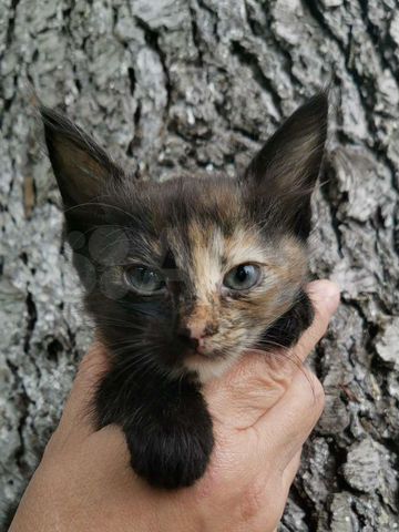Котенок девочка 1.5мес