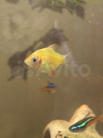 Барбусы Альбиносы