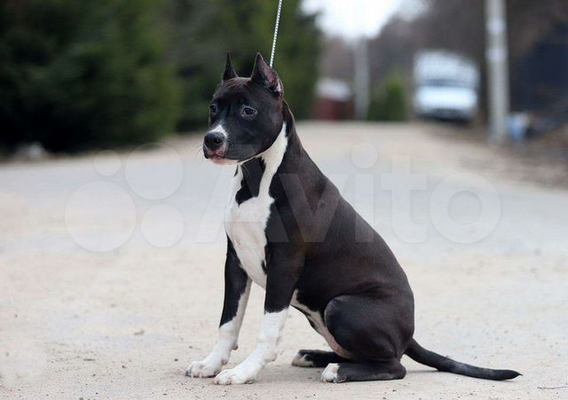 Девочка амстаффа 5 мес