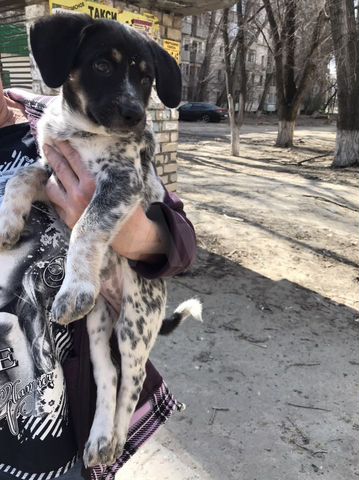 Щенок в добрые руки