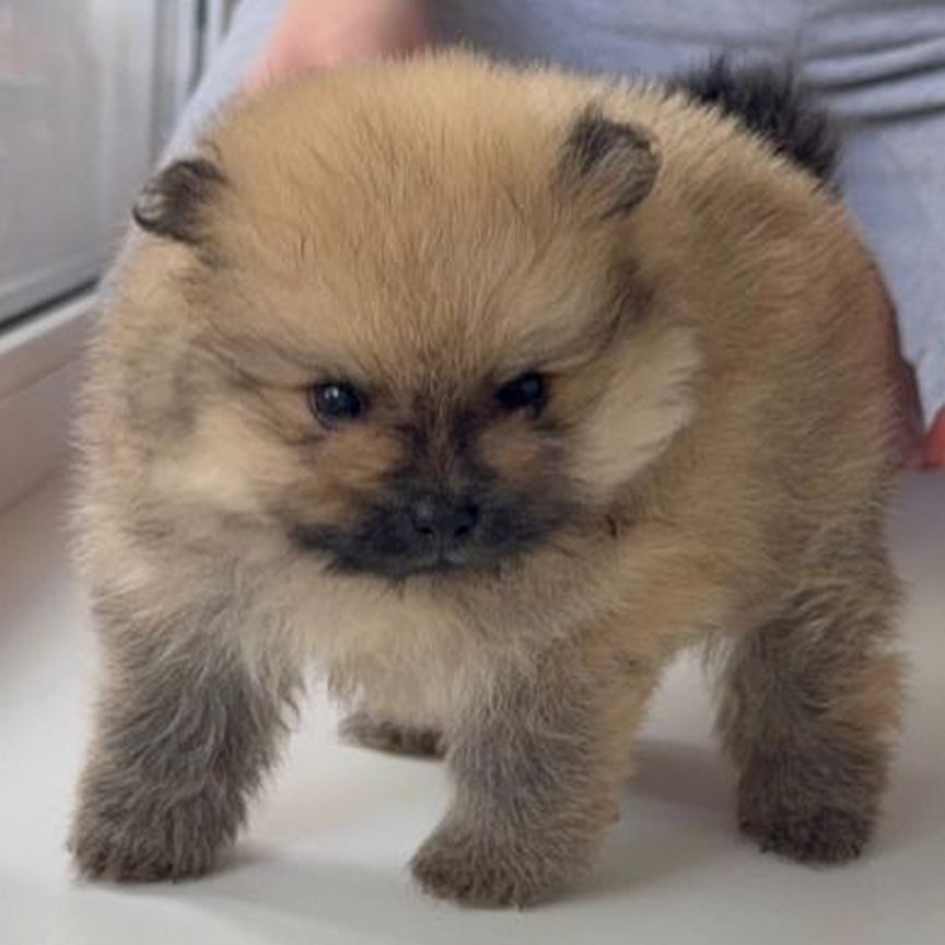 Померанский шпиц, щенок