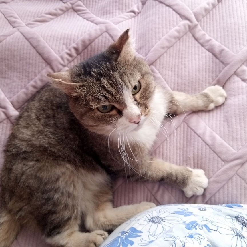 Кот в добрые руки