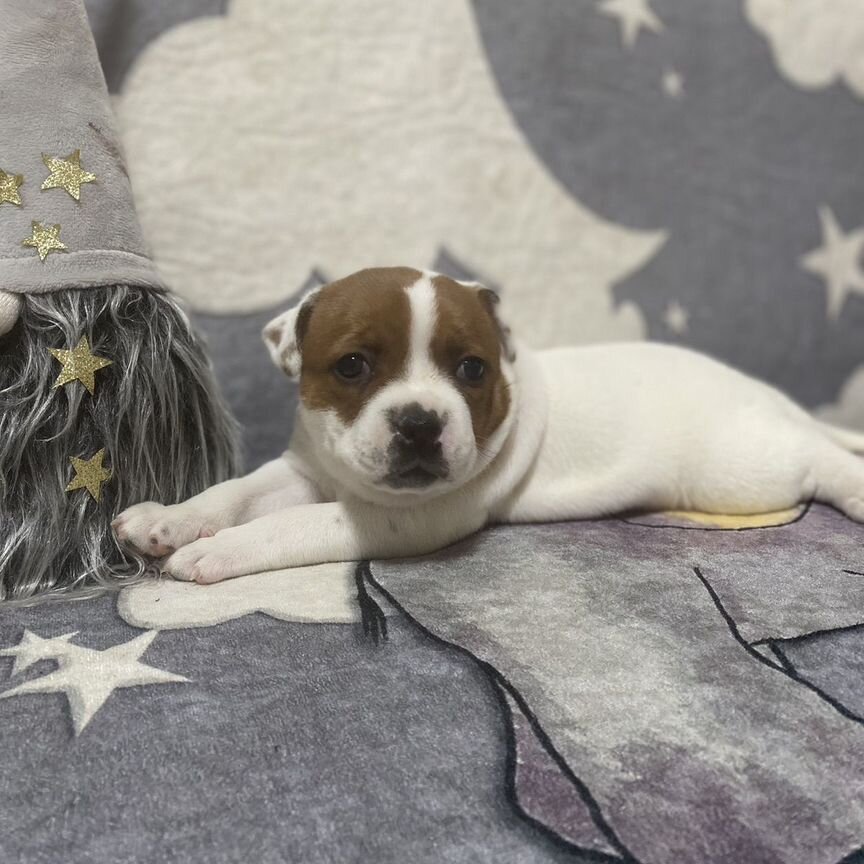 Стаффордширский бультерьер