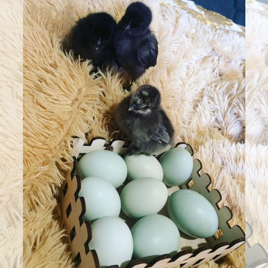 Инкубационное яйцо породы Ухейилюй