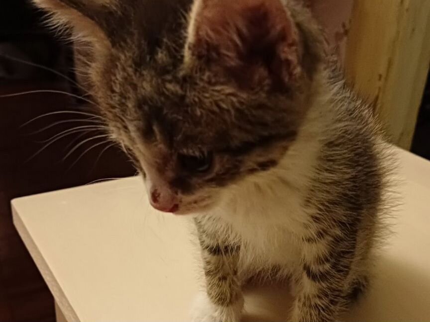 Котенок по имени Гав