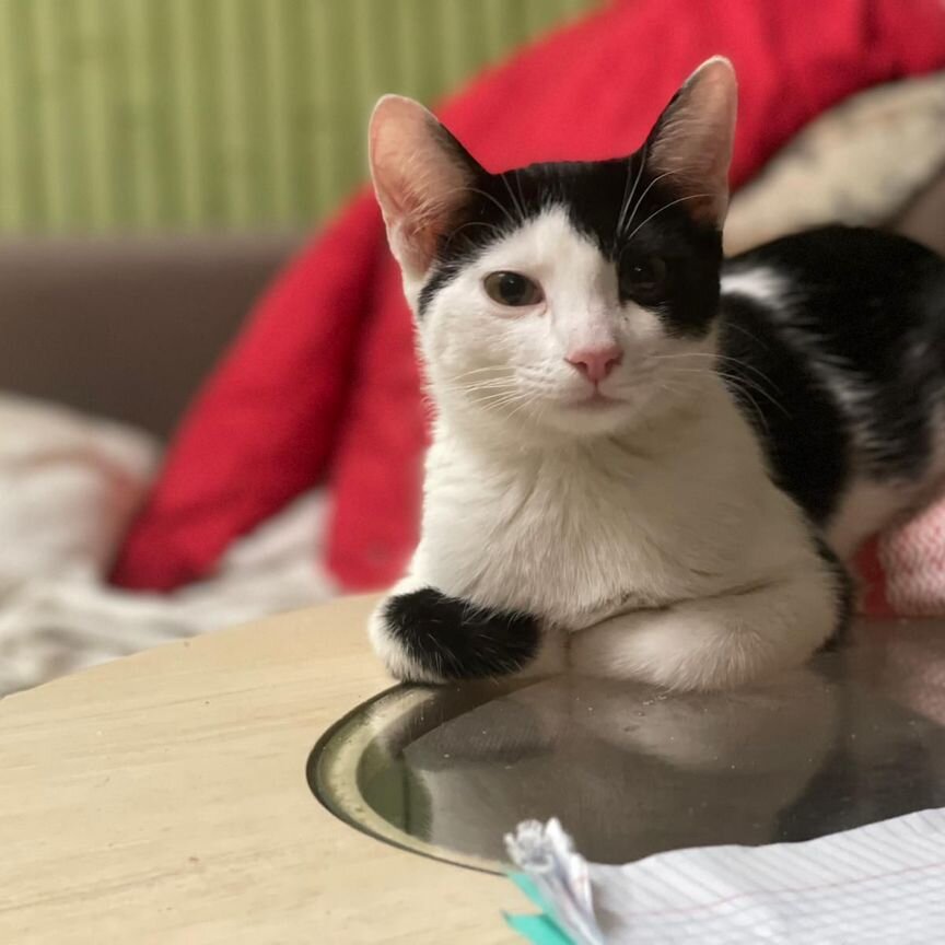 Девочка 4 мес. Приют